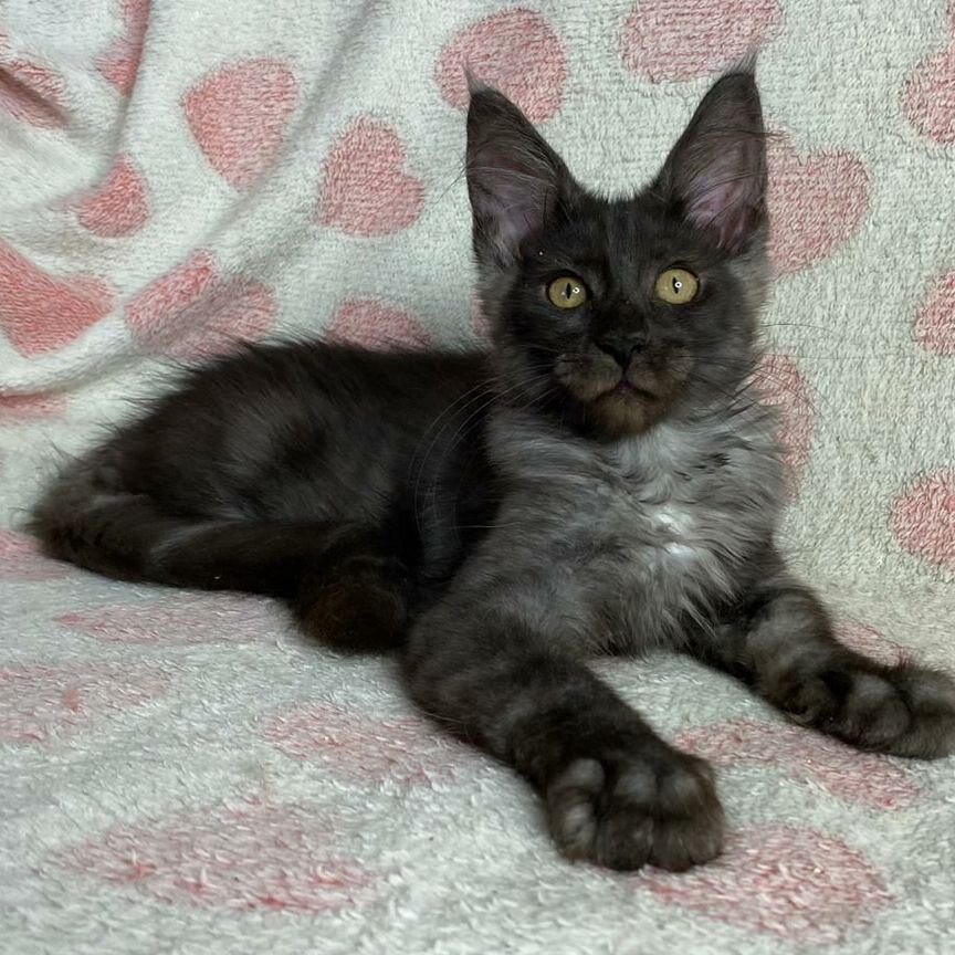 Котята Мейн Кун с Документами