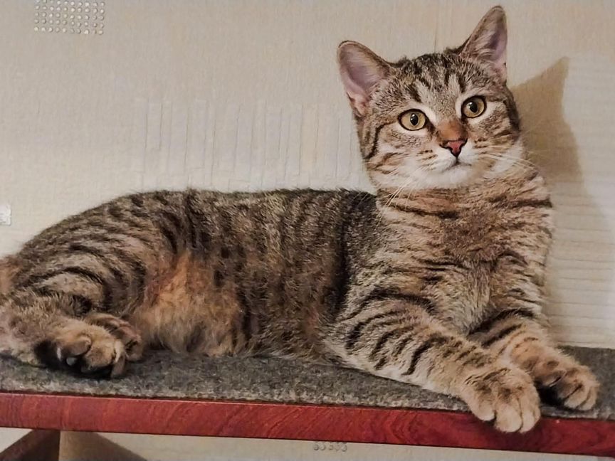 Кошечка подросток в добрые руки