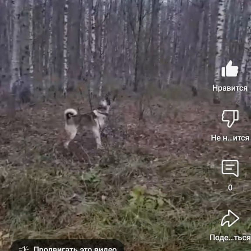 Западно сибирская лайка