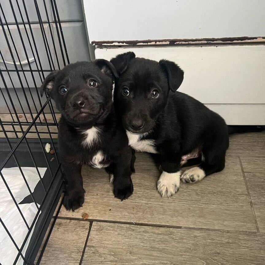 Щенок в добрые руки