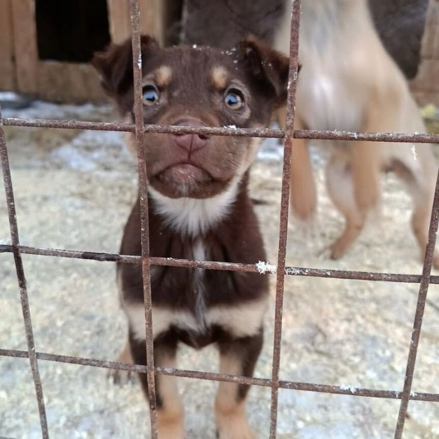Щенок в добрые руки