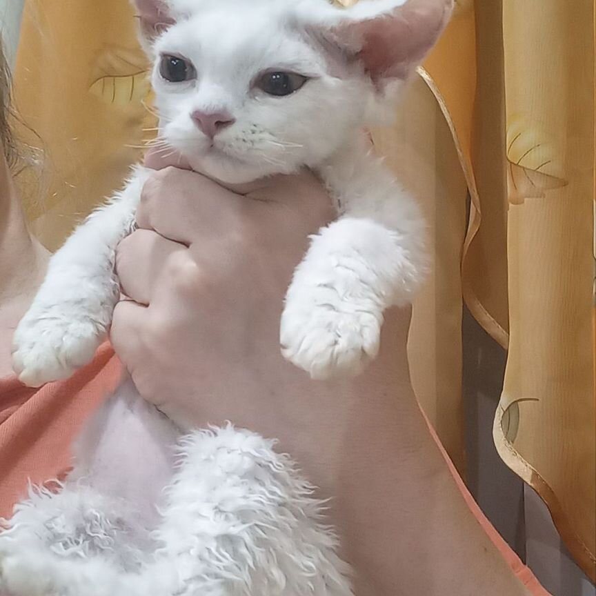 Котик девон-рекс