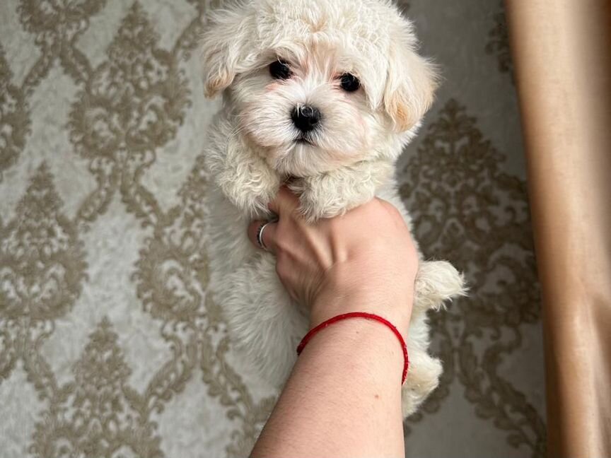 Мальтипу мини мальчик