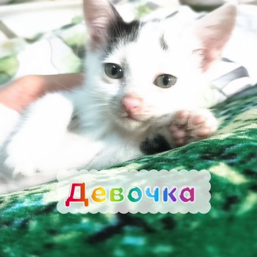 Котята в добрые руки