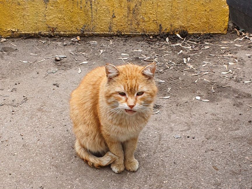 Рыжему котику нужна помощь