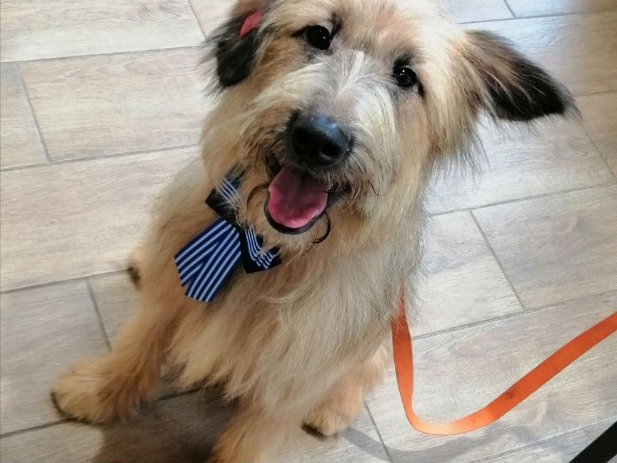 Персей хочет домой