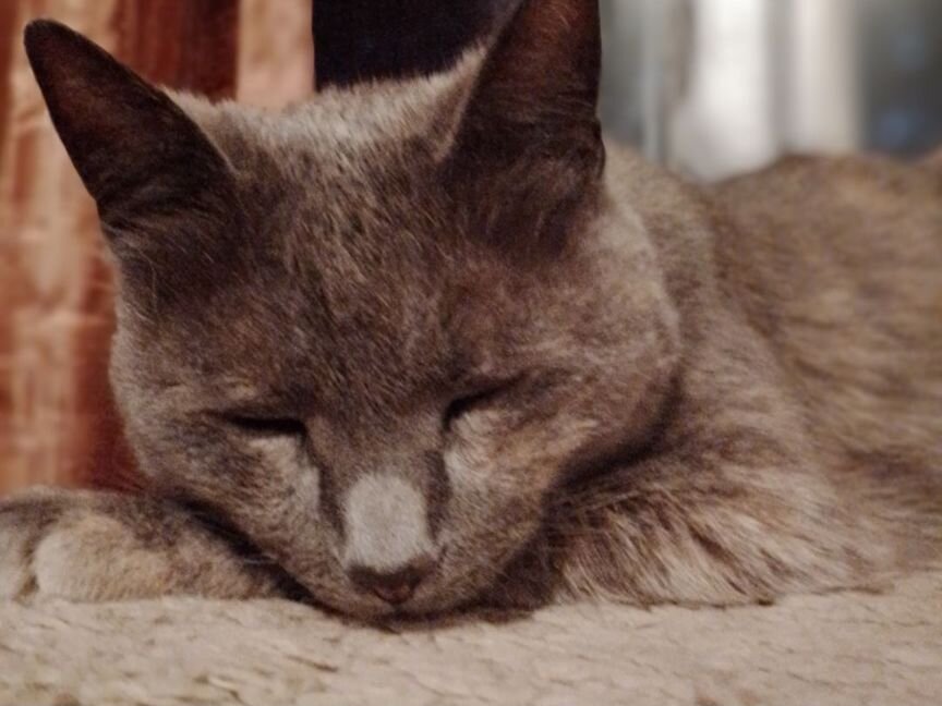 Русская голубая