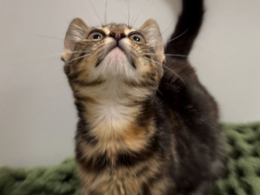 Бусинка ищет дом