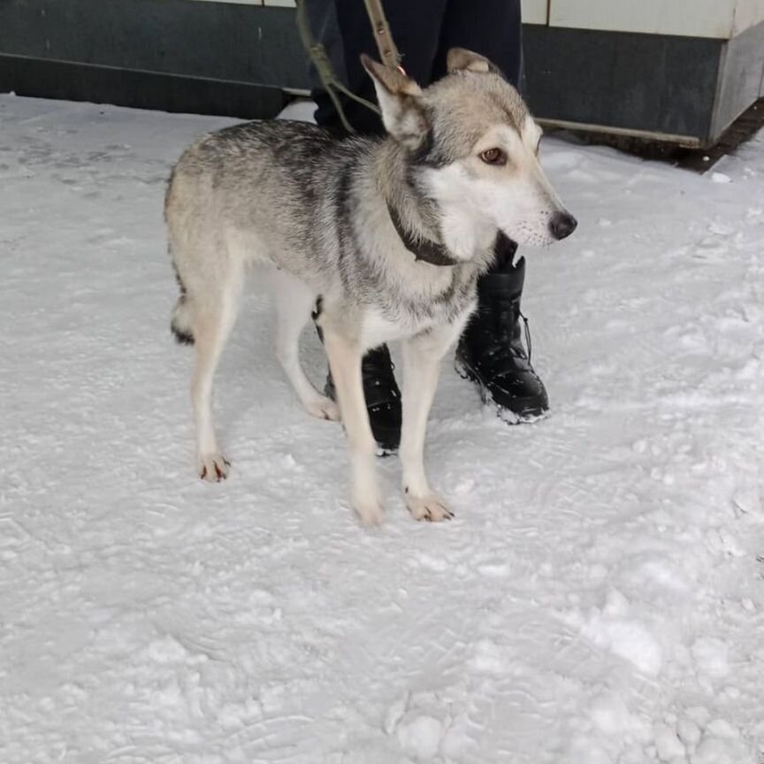 Лайка, взрослая собака