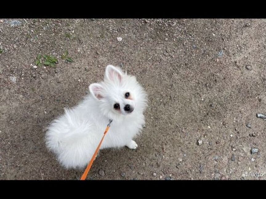 Собака померанский Шпиц