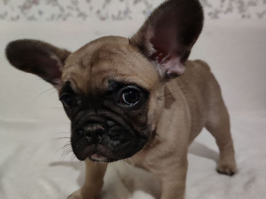 Французский бульдог девочка