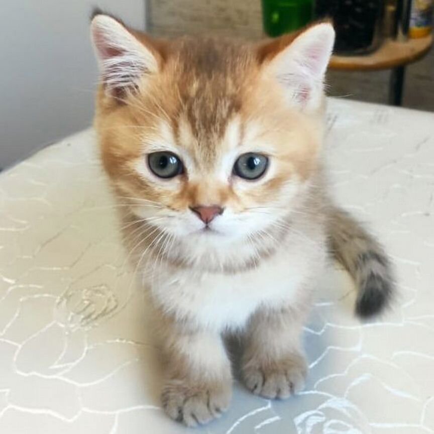 Шотландские котята Золотистая девочка