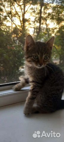 Кошка в хорошие руки