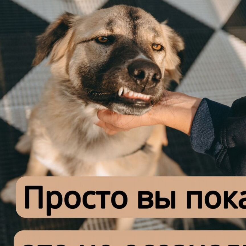 Взрослый пёс в добрые руки
