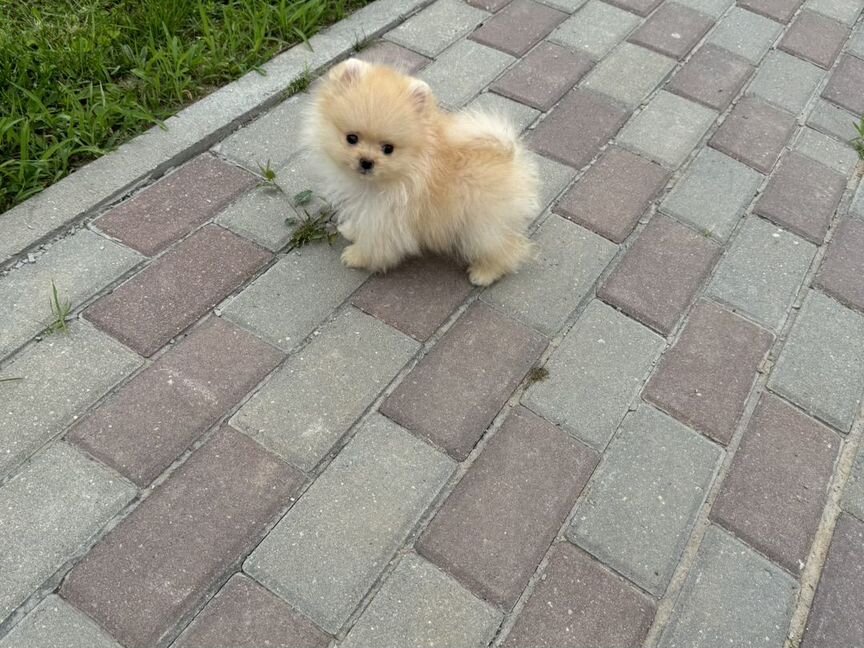 Микро мальчик