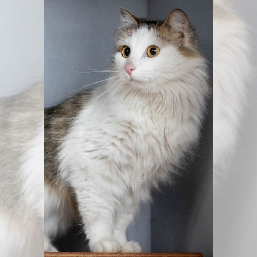 Взрослая, кошка в добрые руки