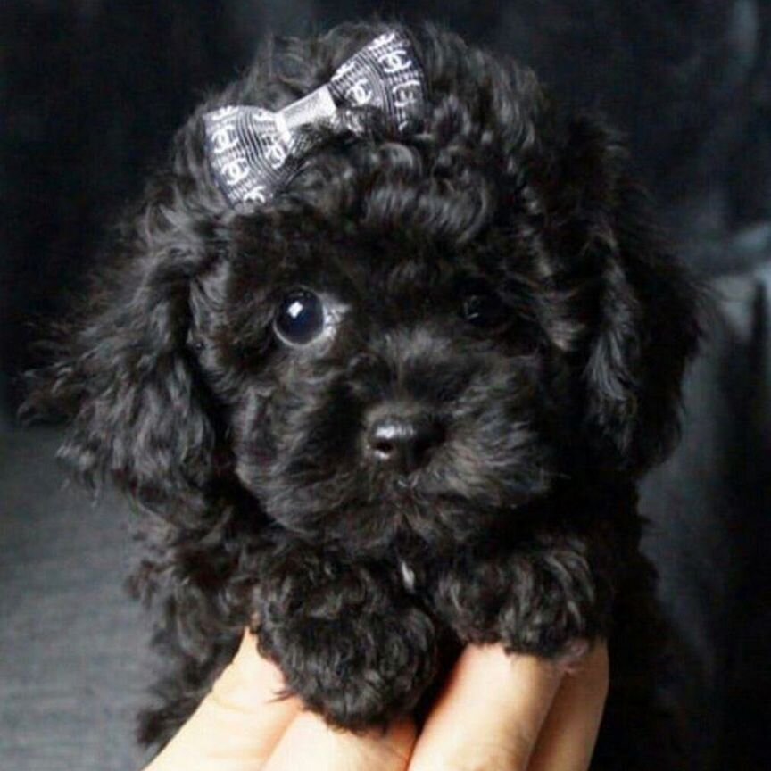 Мальтипу, щенок