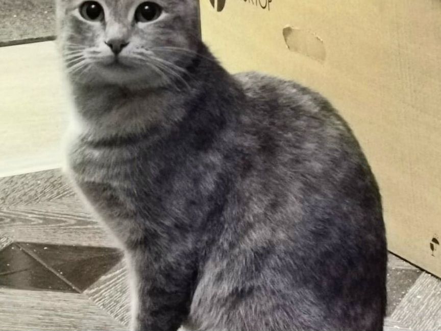 Чудесная кошечка Маня