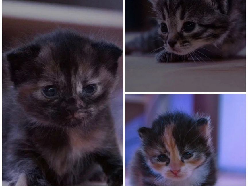 Котята в добрые руки