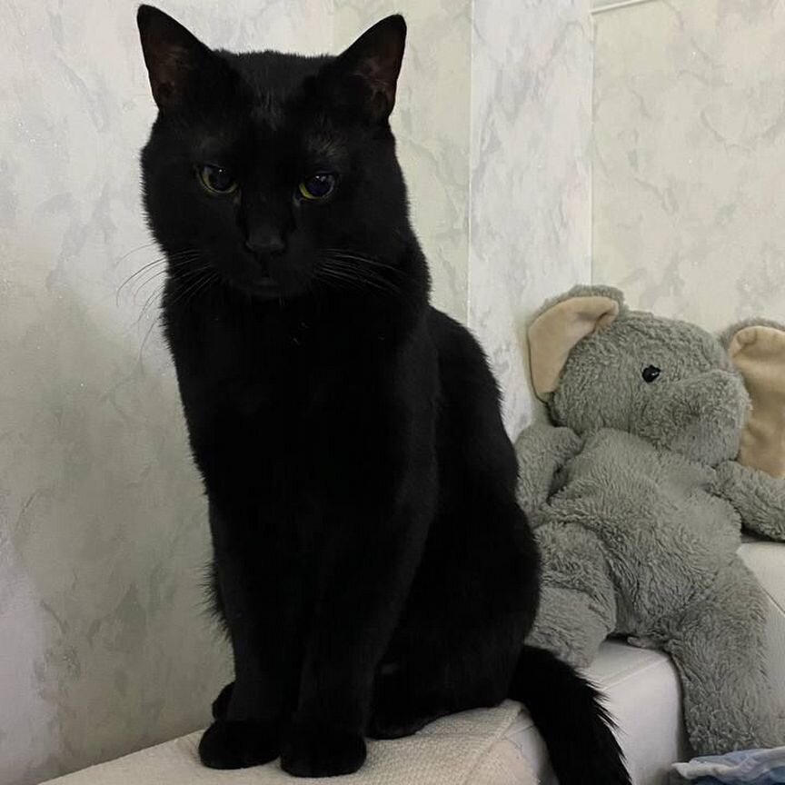 Бомбейский кот для взяки