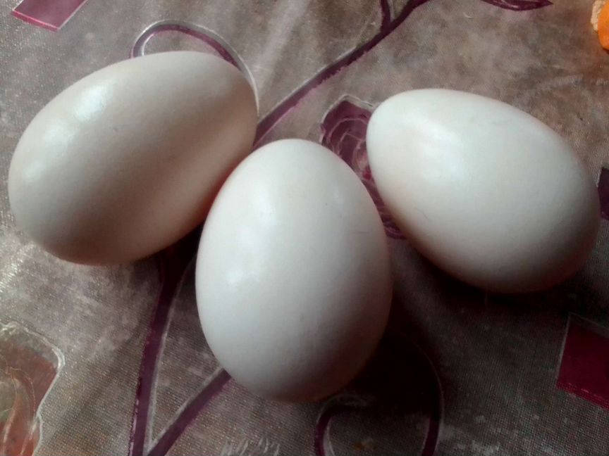 Яйцо гусиное