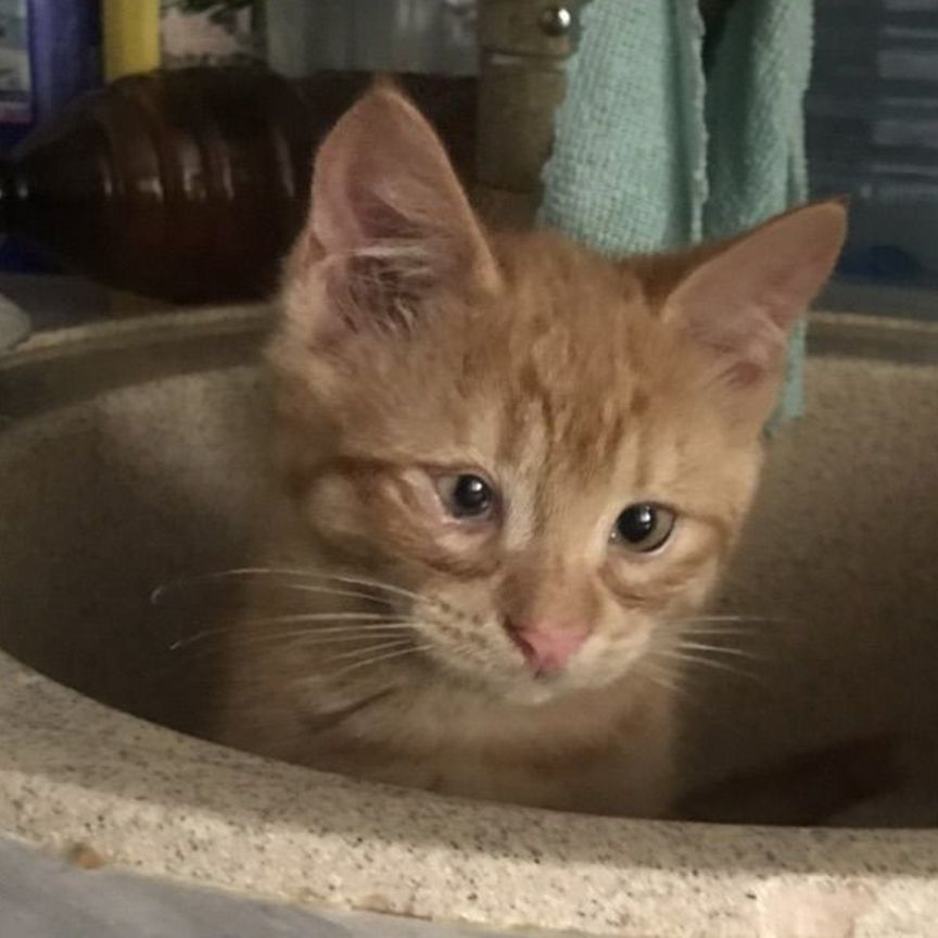 Котята в добрые руки мальчики рыжие