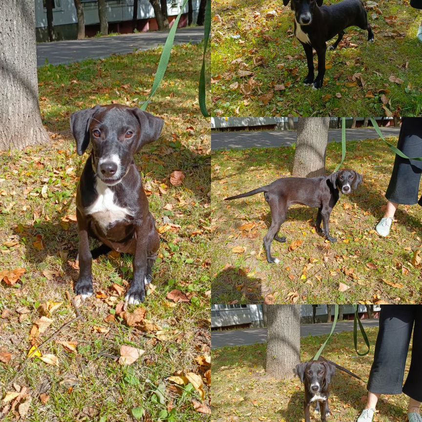 Красавица Келли в добрые руки