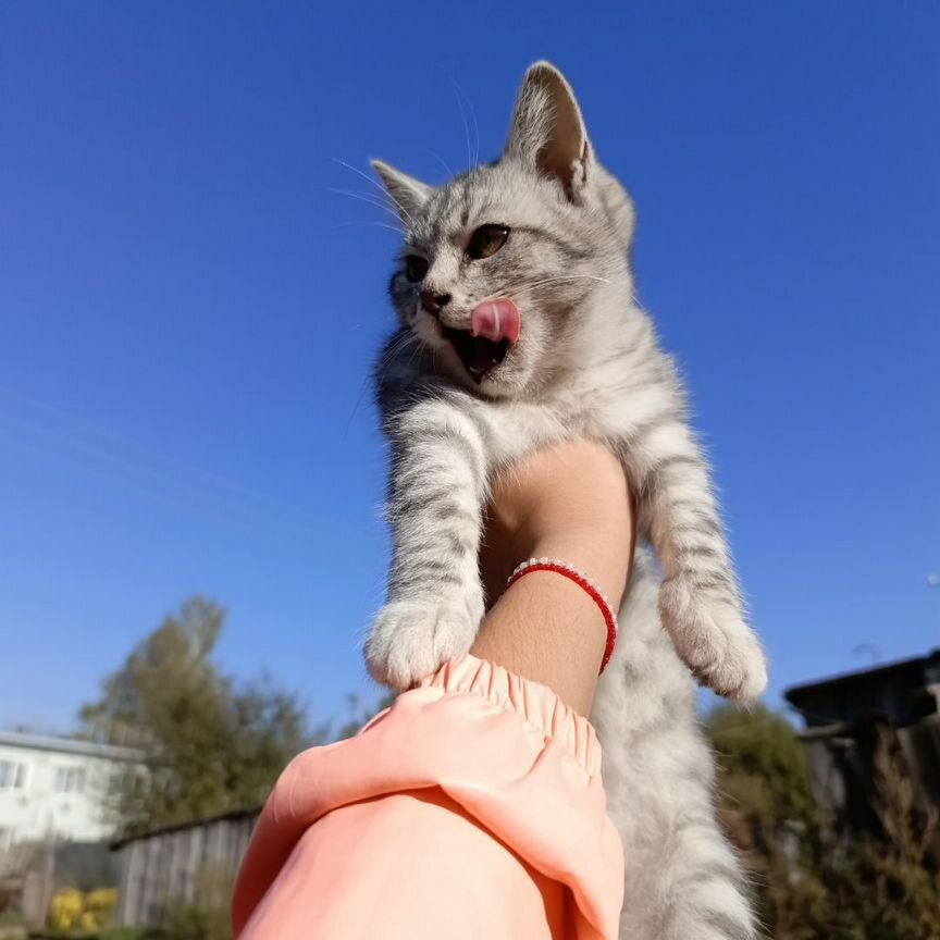 Котята примерно 3 - 4 месяца