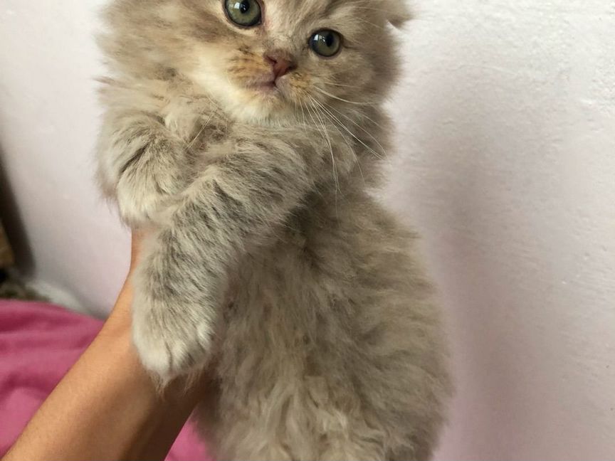 Продается девочка скотиш фолд