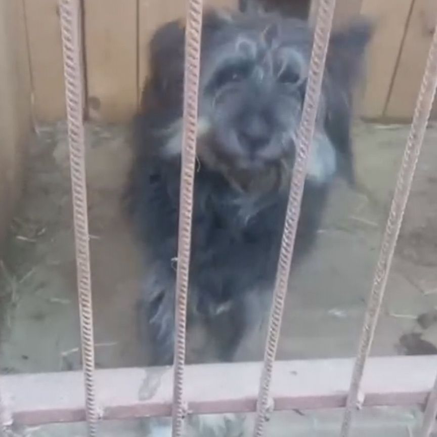 Взрослая собака в добрые руки