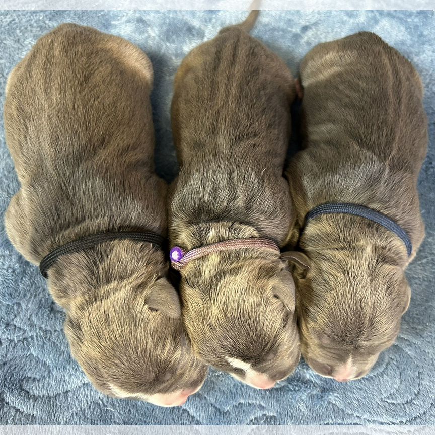 Стаффордширский терьер мальчики