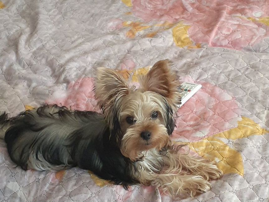 Мальчик йорк