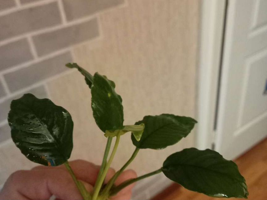 Растения для аквариума