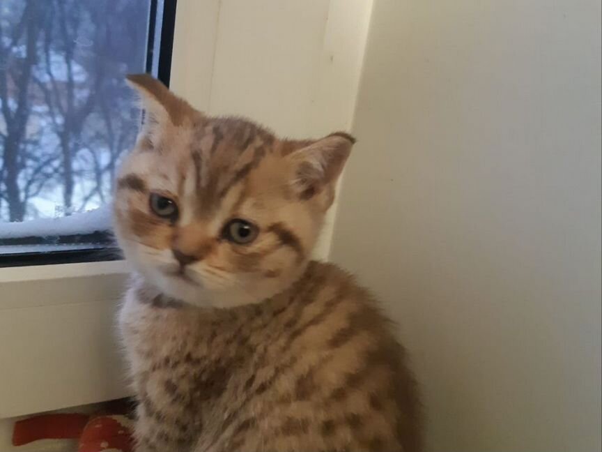Британская кошечка котенок