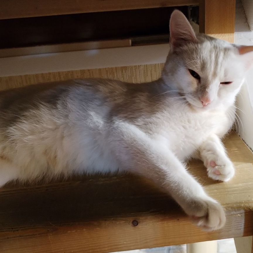 Турецкая ангора, взрослая кошка