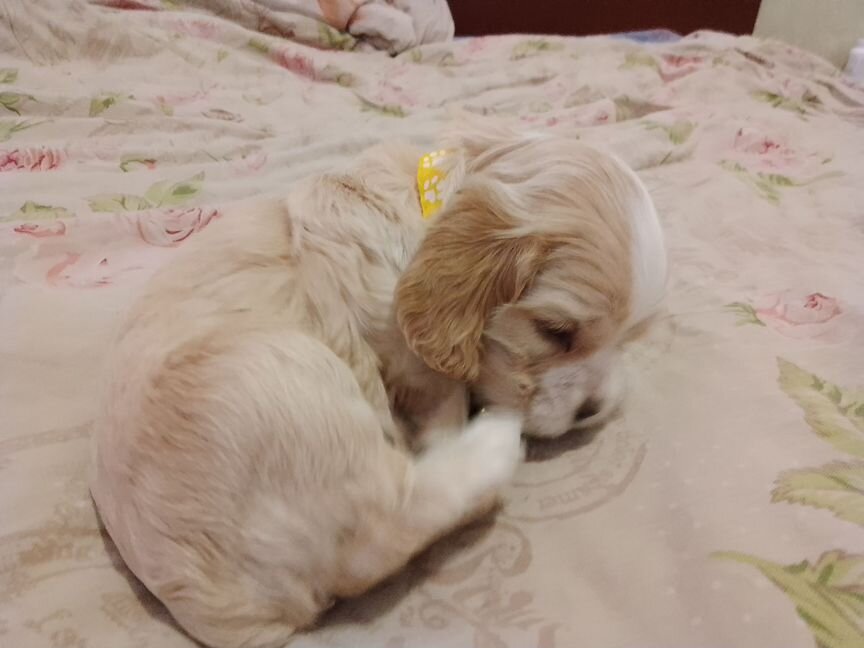 Кокер спаниель