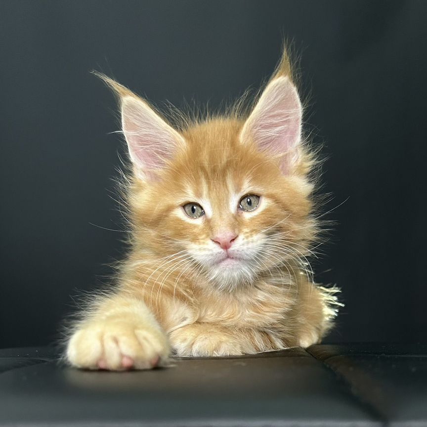 Мейн-кун рыжие мальчик и девочка