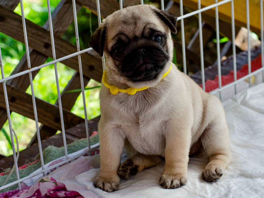 Девочка Бэллочка