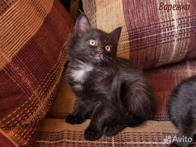 Милые котята в добрые руки