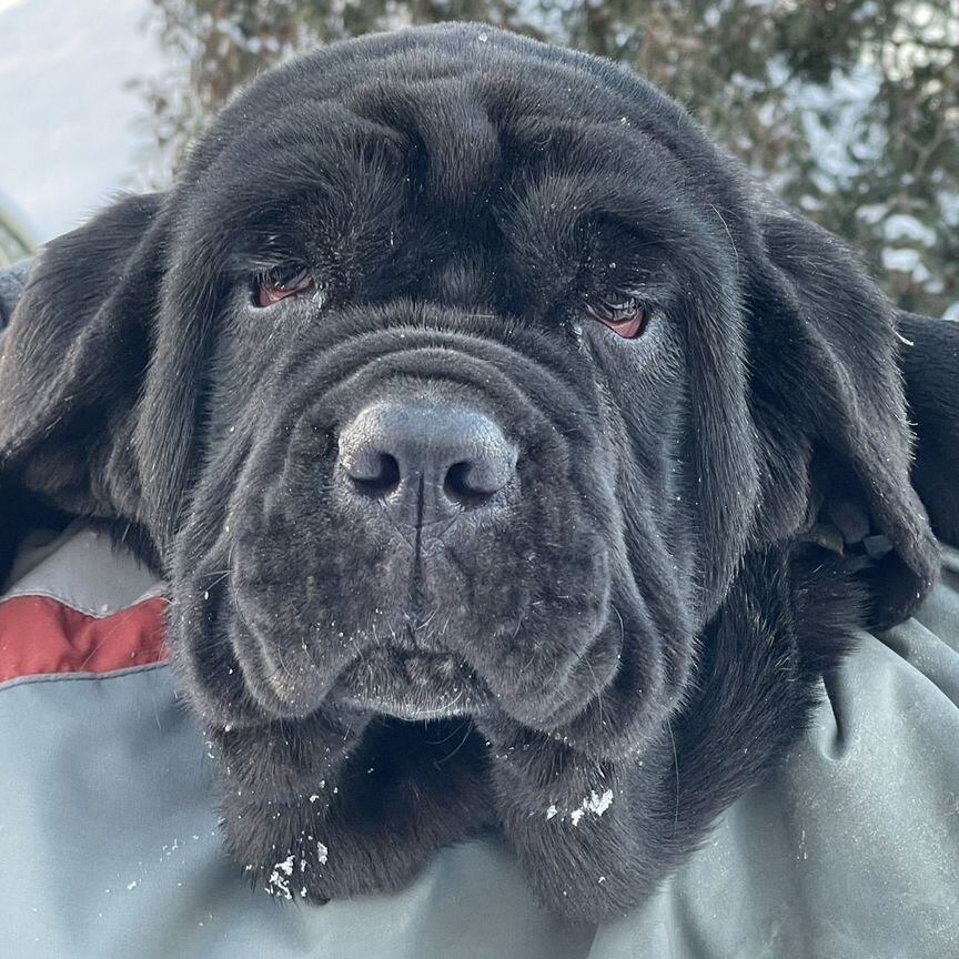 Мастино наполетано