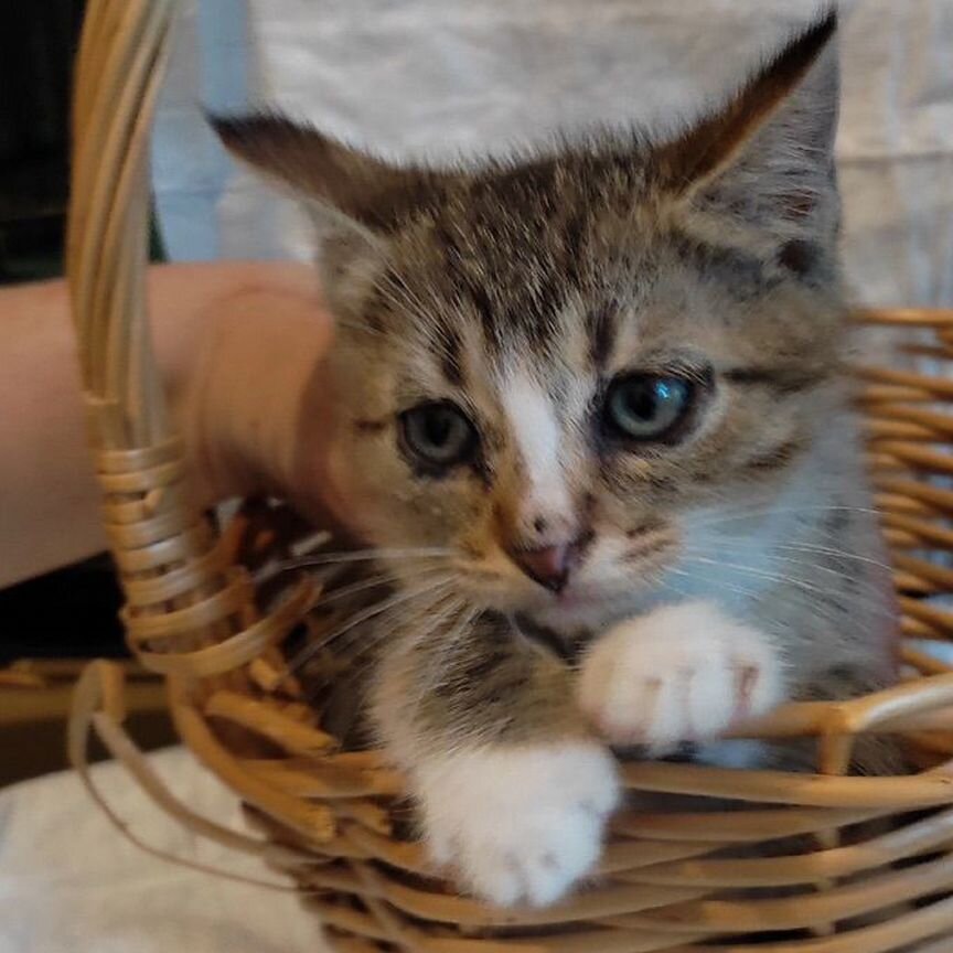 Прекрасный полосатый мальчик 2 месяца