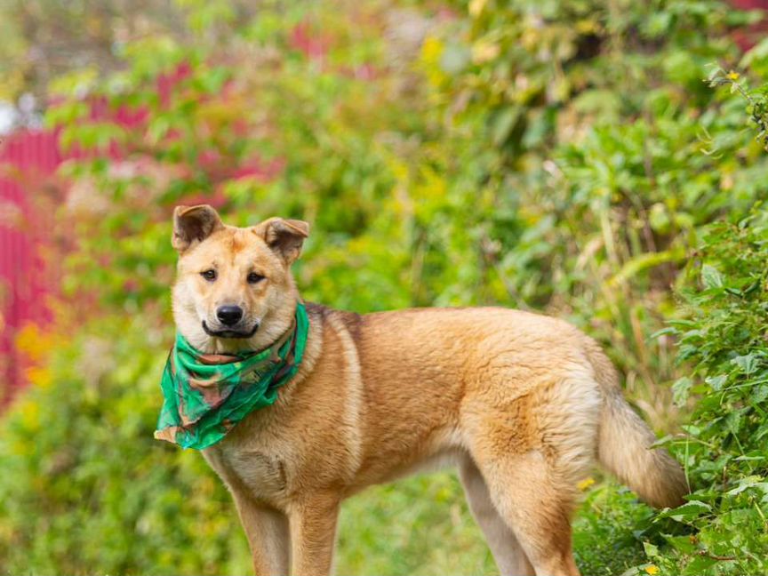 Щенок в добрые руки