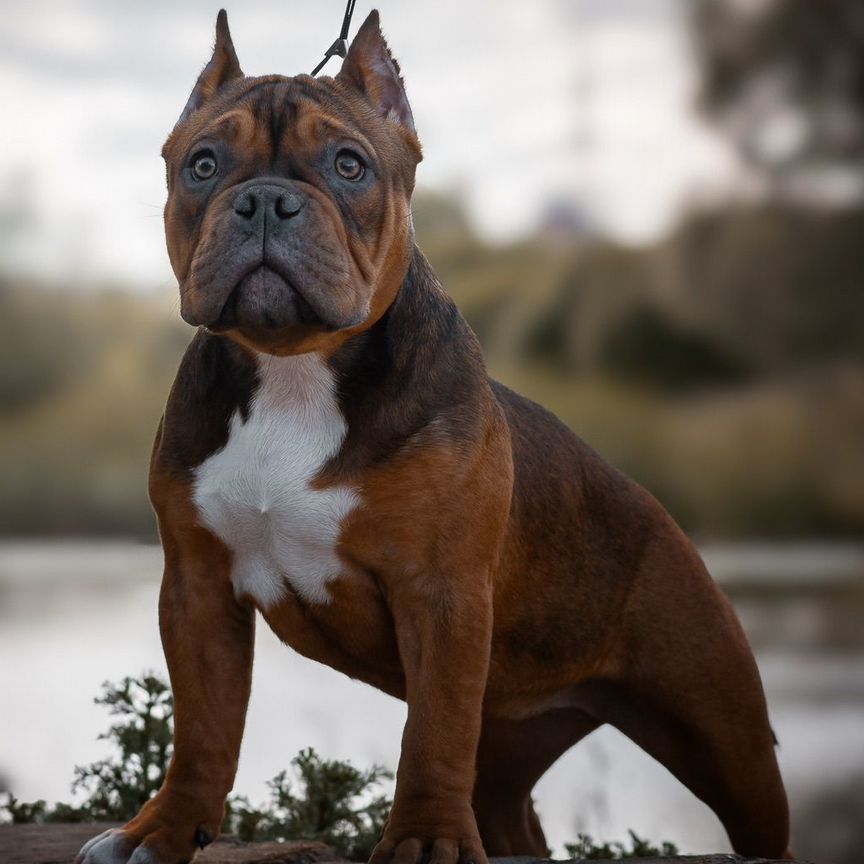 Американский булли покет