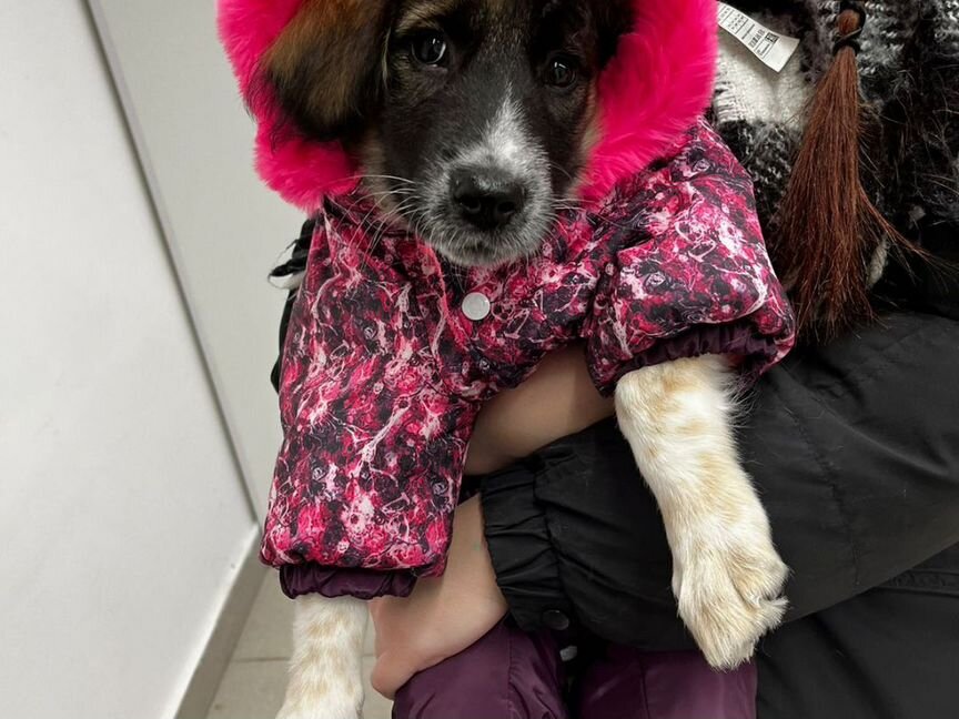 Собака в добрые руки