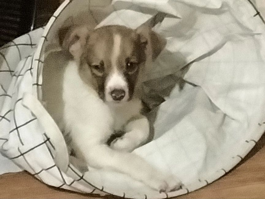 Щенок в добрые руки