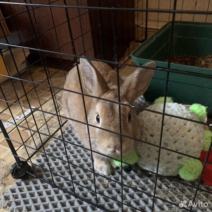 Кролик декоративный в добрые руки