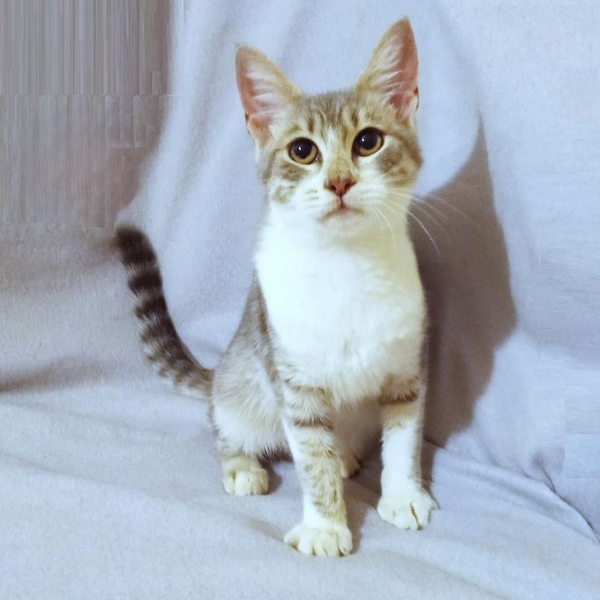 Котёнок Эби хочет провести детство дома