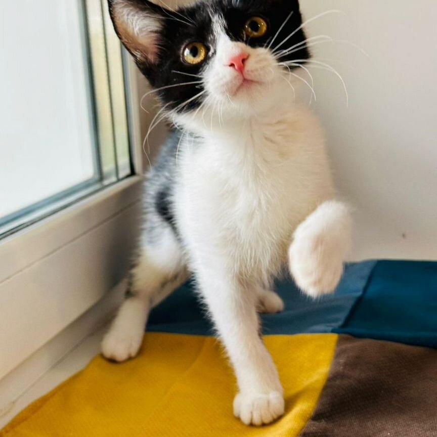 Котёночек ищет дом