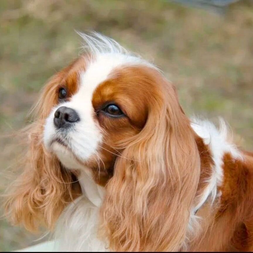 Девочка Кавалерка