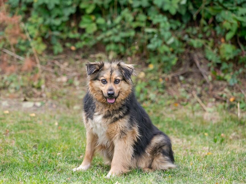 Бася ищет дом